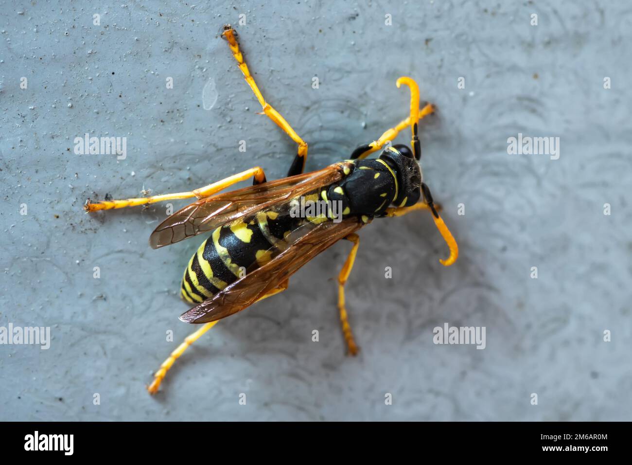 Yellowjacket bug hi-res stock photography and images - Alamy