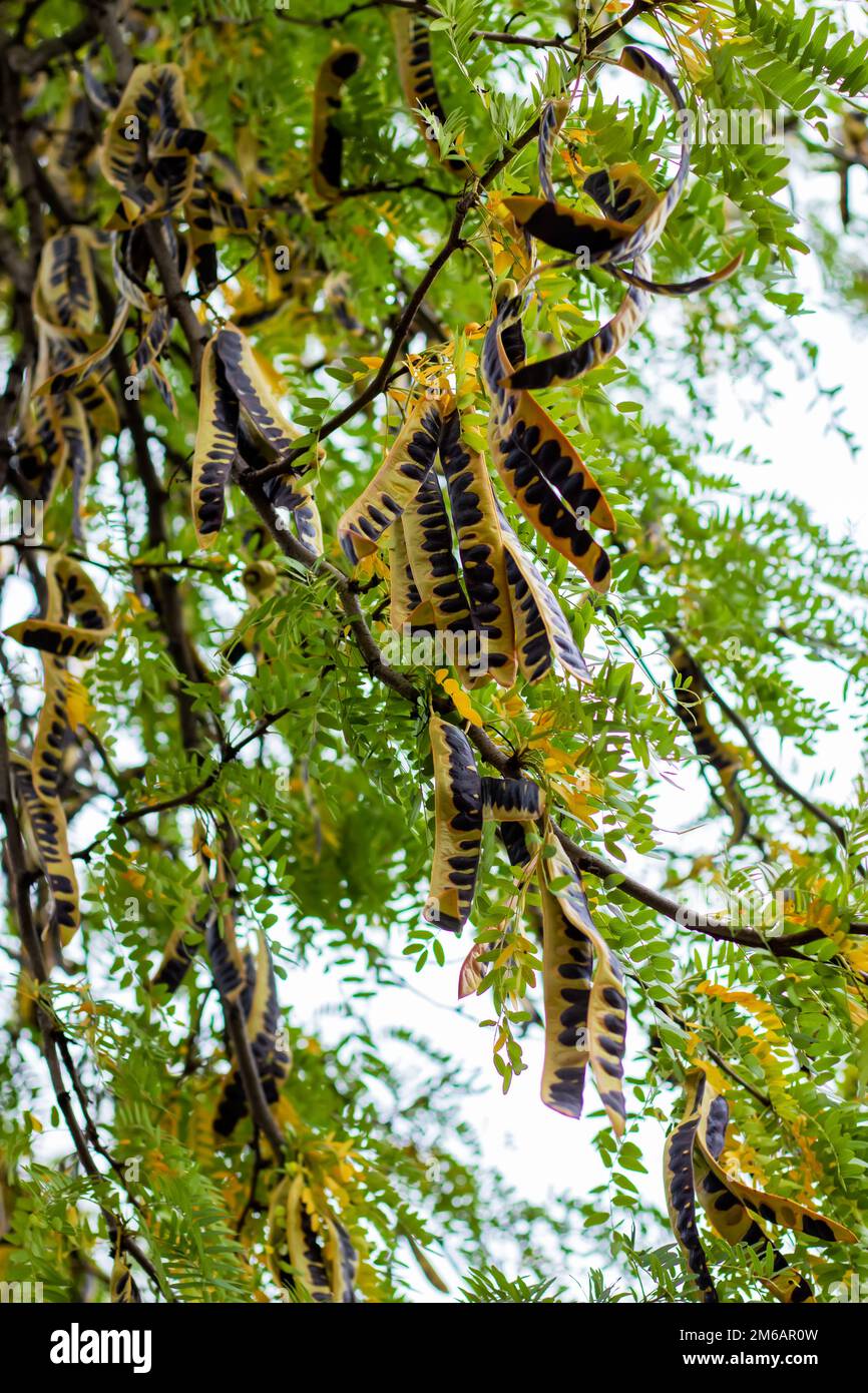 Acacia seed hi-res stock photography and images - Alamy