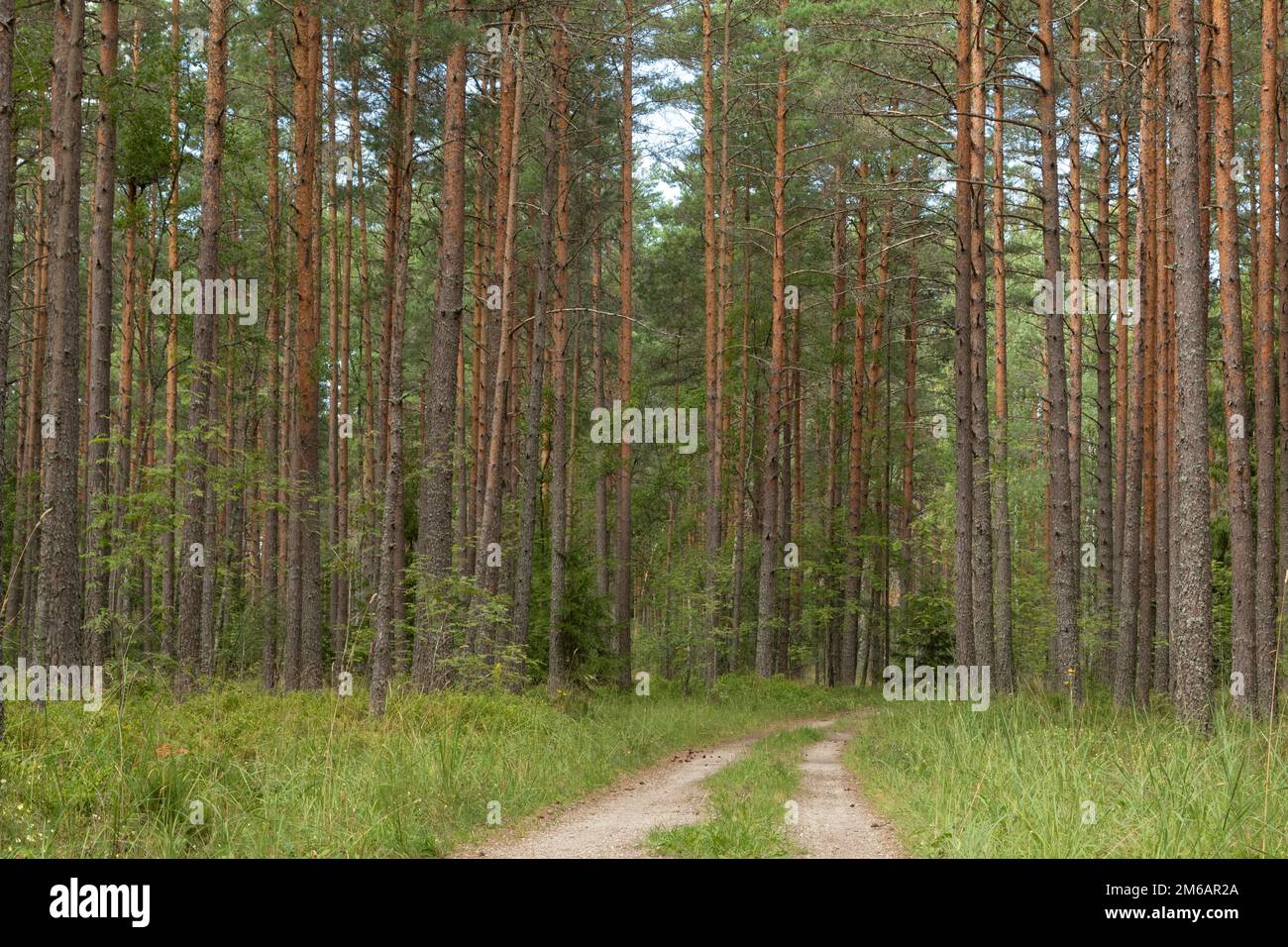 Forest path through green mixed forest, Klooga, Harju County, Estonia ...