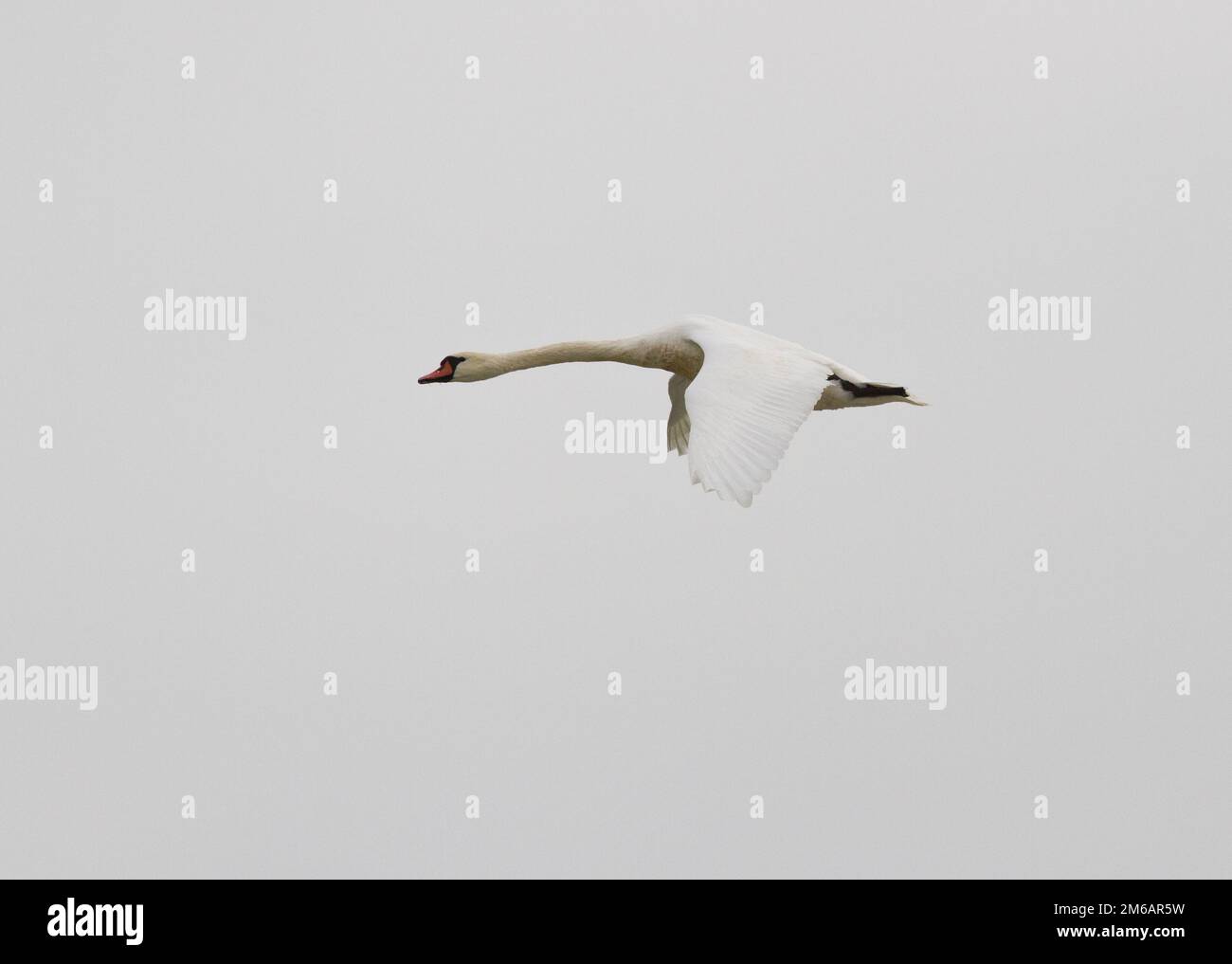 Autumn swan hi-res stock photography and images - Alamy