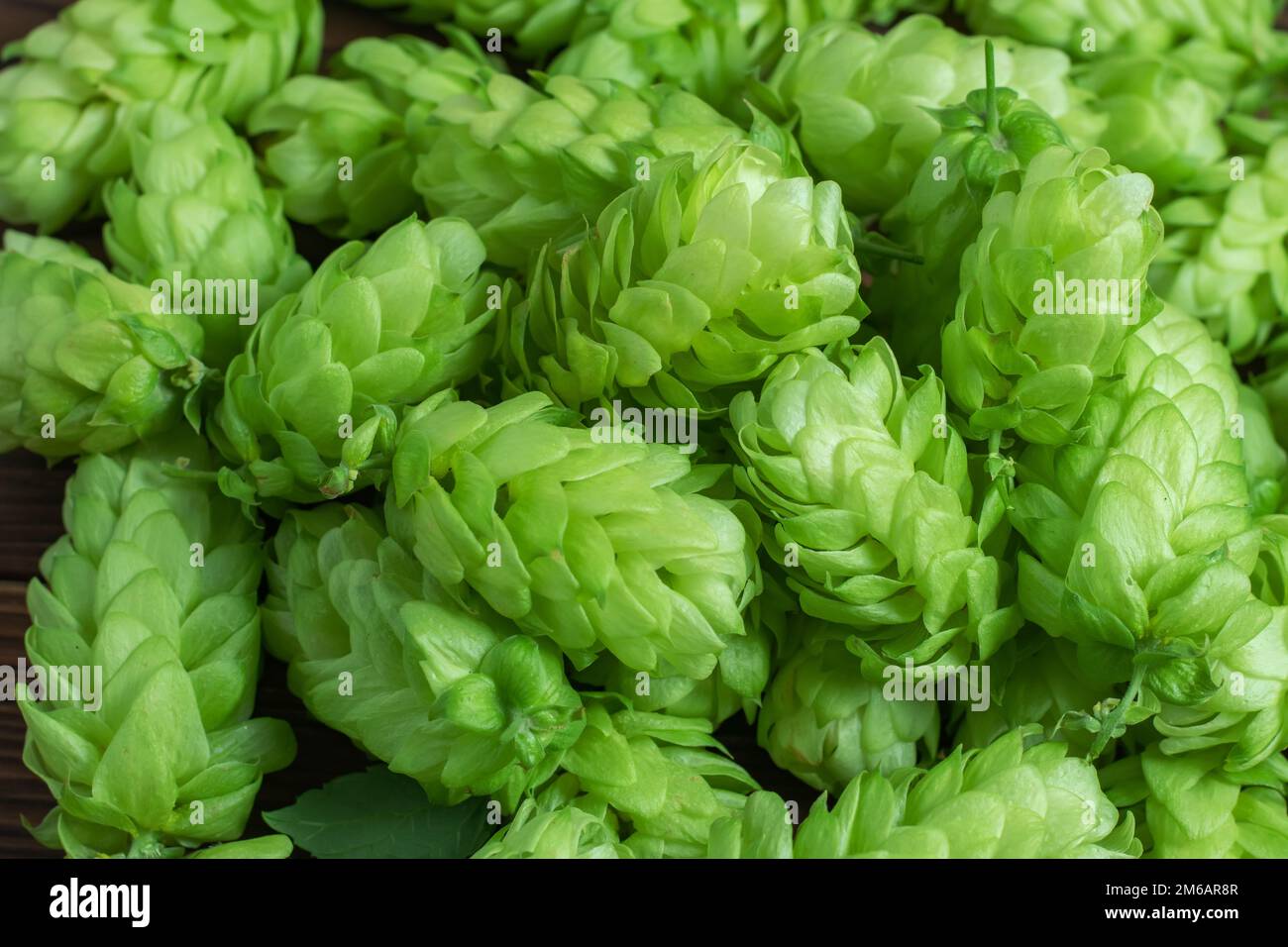 Green fresh hop cones for making beer and bread close up Stock Photo ...