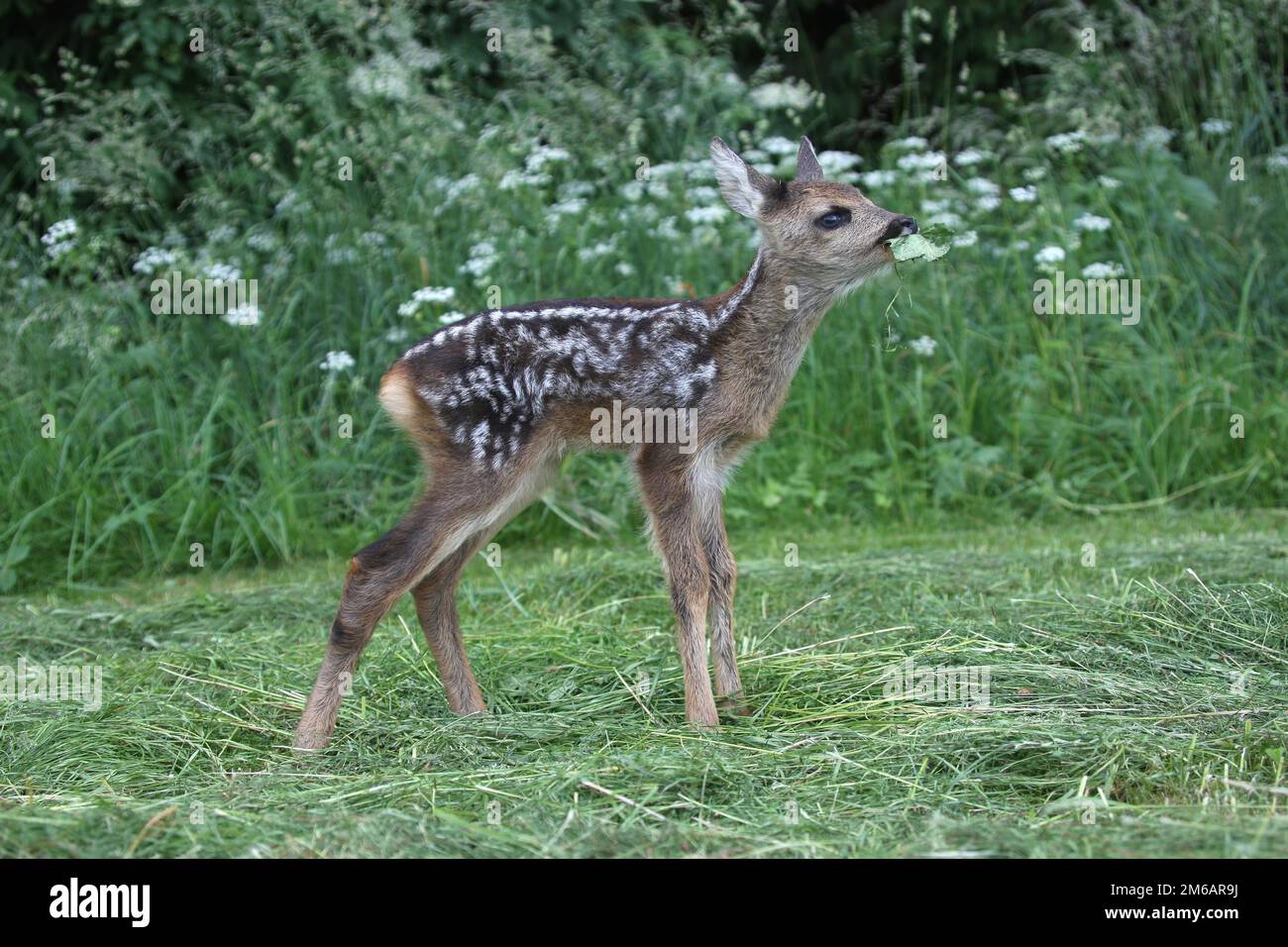 Capreolus ca hi-res stock photography and images - Alamy
