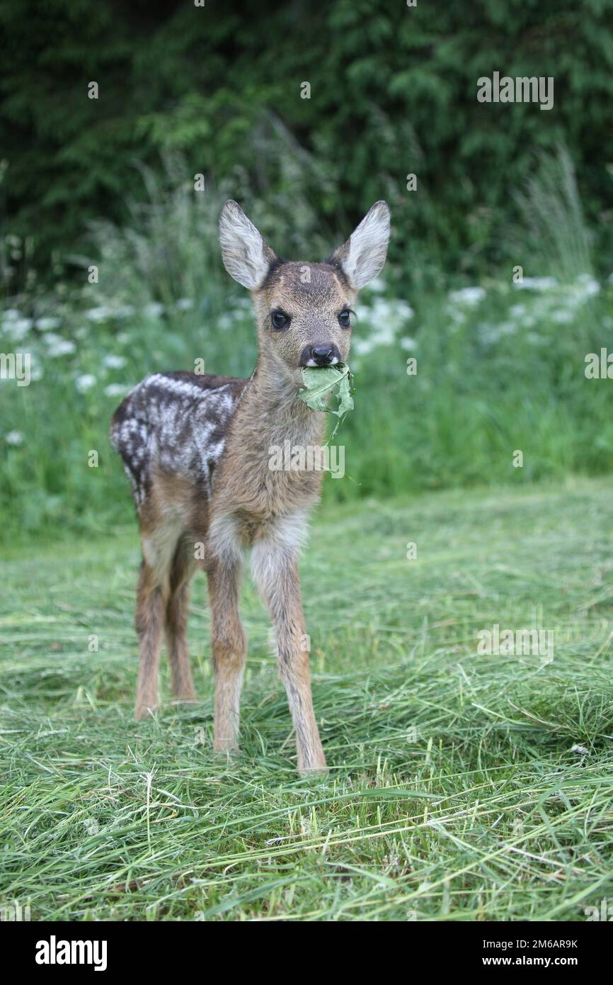 4 week old baby hi-res stock photography and images - Alamy