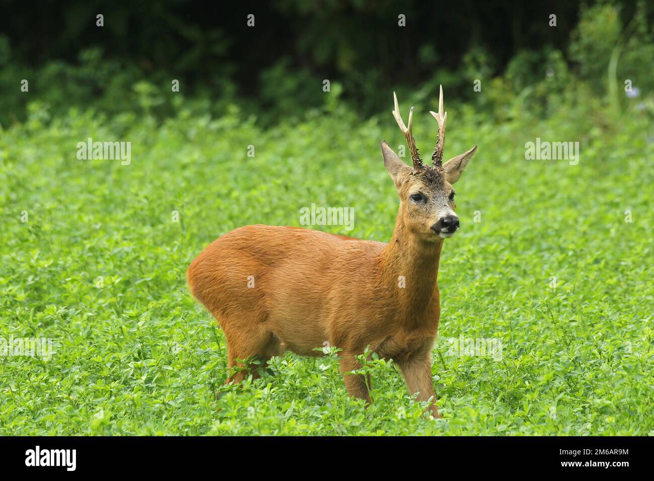 European roe deer (Capreolus capreolus) Buck secured in alfalfa ...