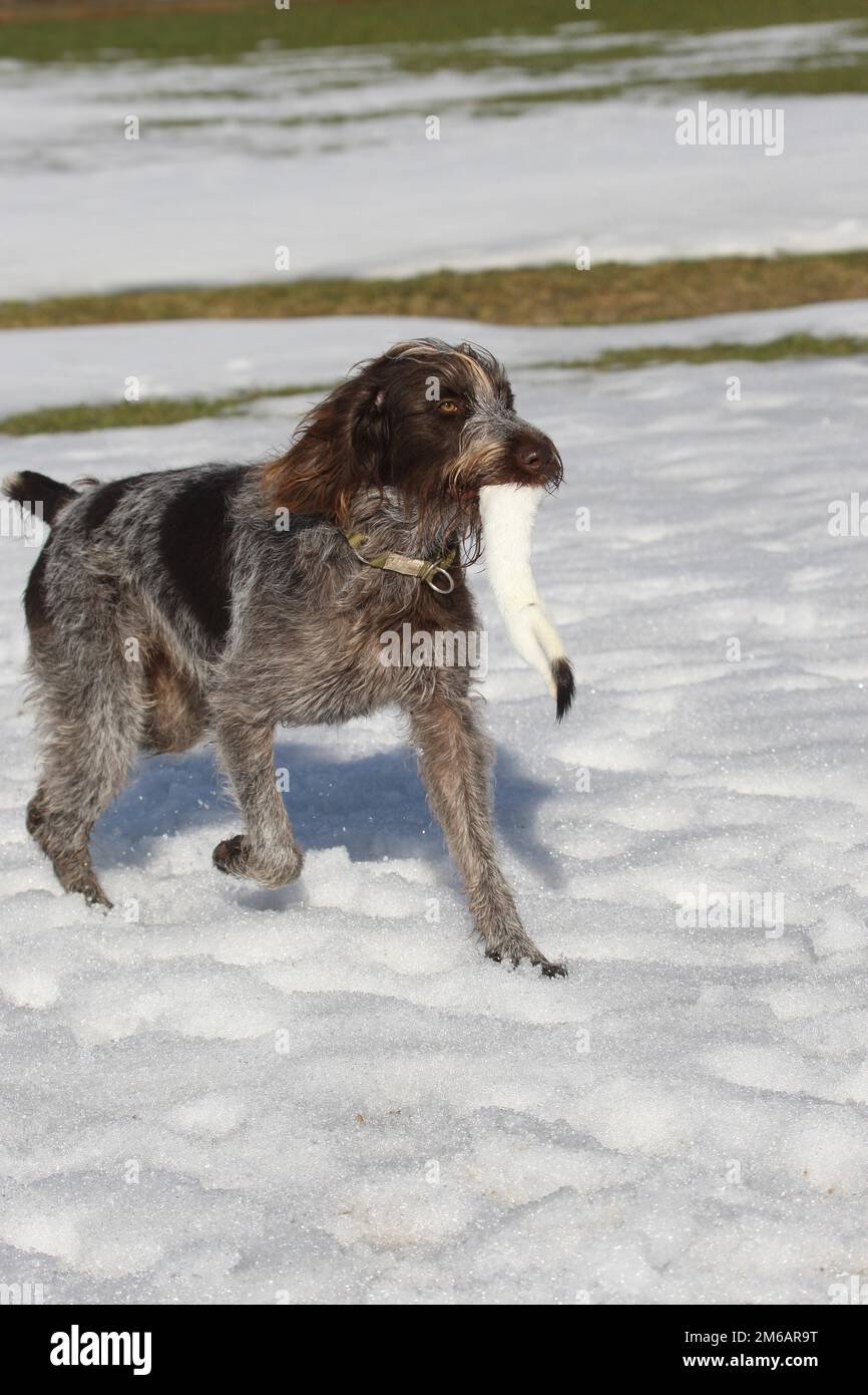 Stoat dog hi-res stock photography and images - Alamy