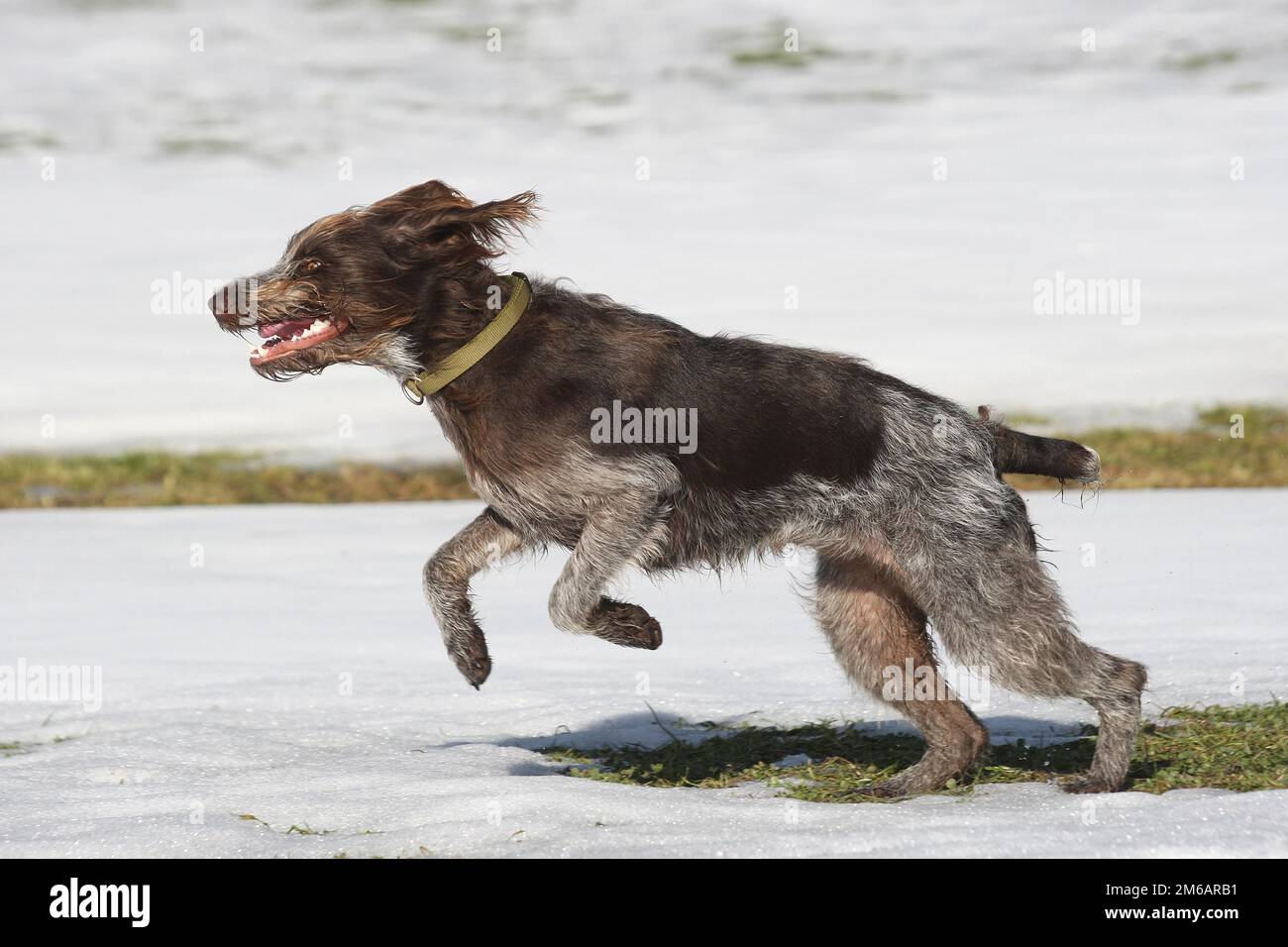 Fousek hi-res stock photography and images - Alamy