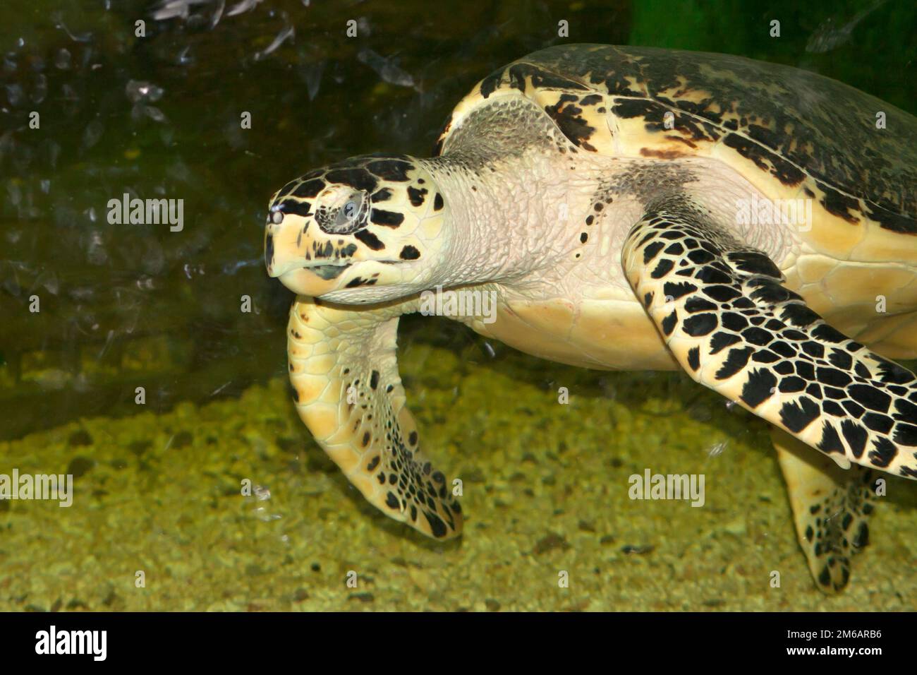 Hawksbill sea turtle floating in a glass aquarium Stock Photo - Alamy