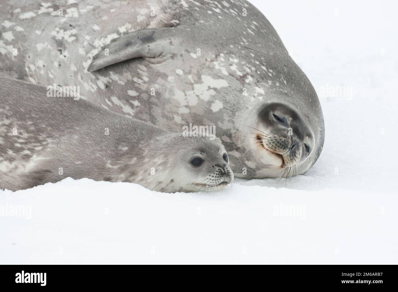 Female White Seal