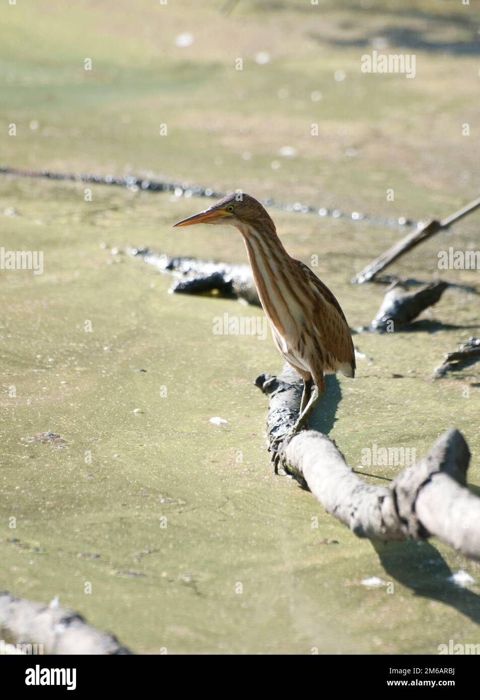 Young little bittern sitting on a branch in the shallow water Stock ...