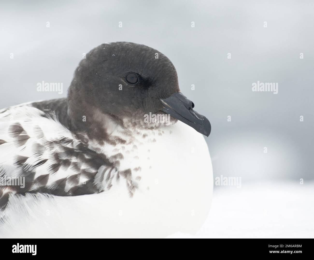 Portrait Cape pigeon sitting on a rock Antarctic island Stock Photo - Alamy