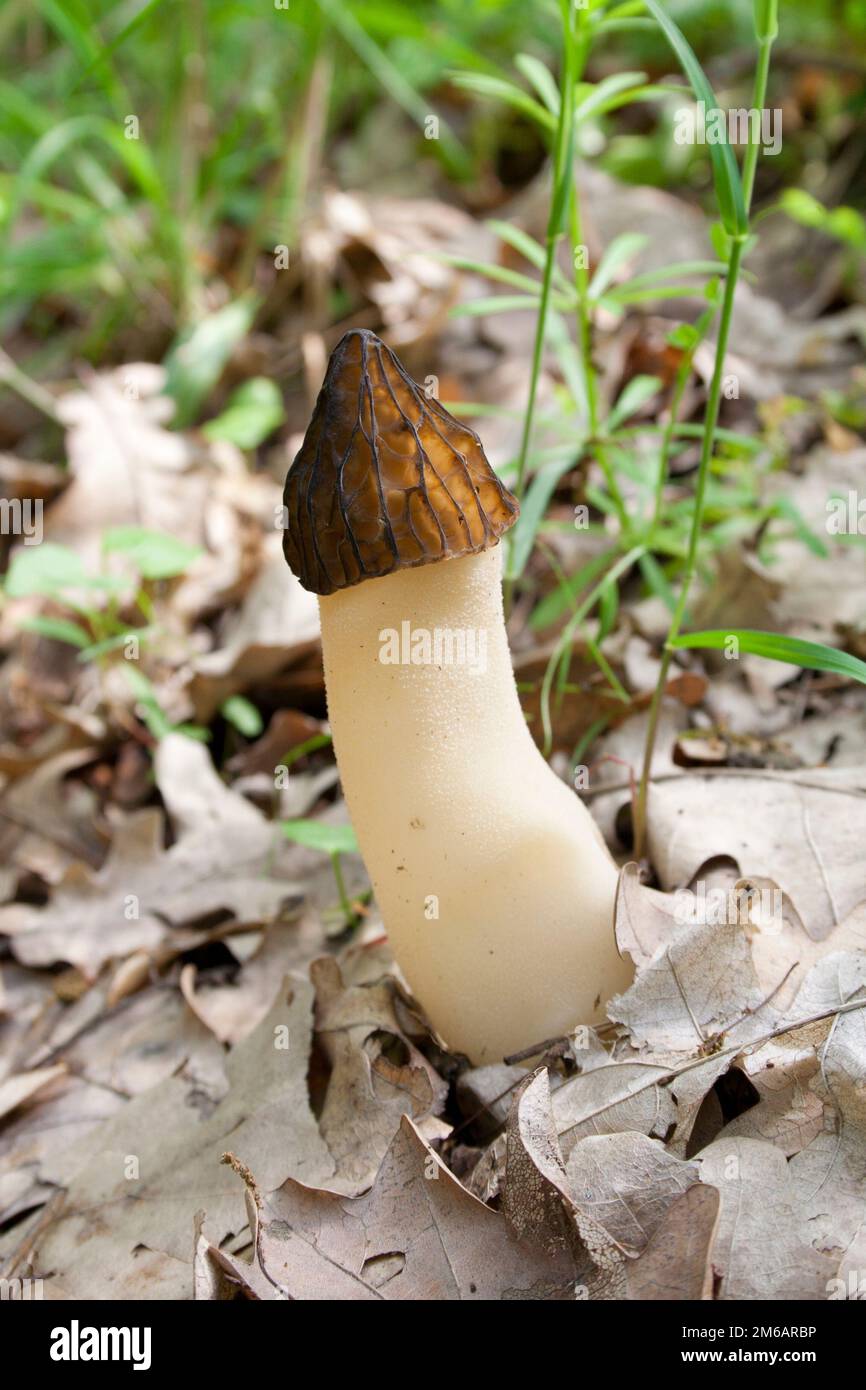 Mushroom growing under the canopy summer day Stock Photo - Alamy