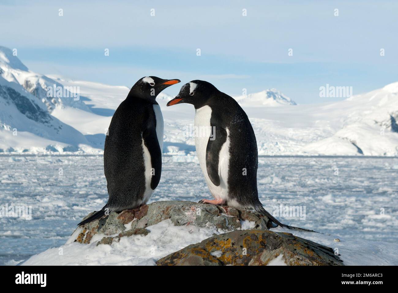 Female penguins hi-res stock photography and images - Alamy