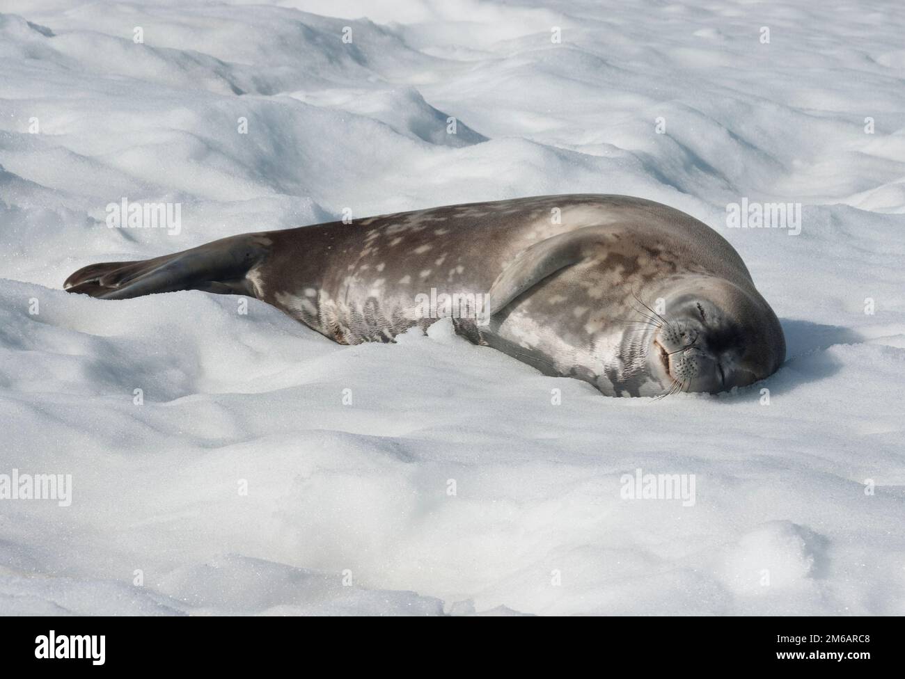Weddell seal lying on a blanket of snow Stock Photo - Alamy