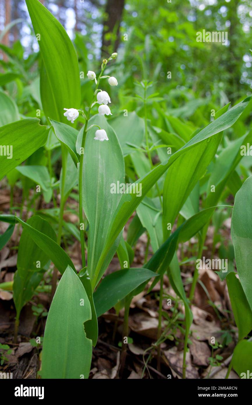 Lily of the Valley blooming in the spring pine forest Stock Photo - Alamy