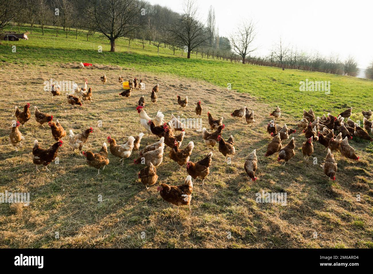 Free-range chickens, near Freiburg im Breisgau, Black Forest, Baden ...