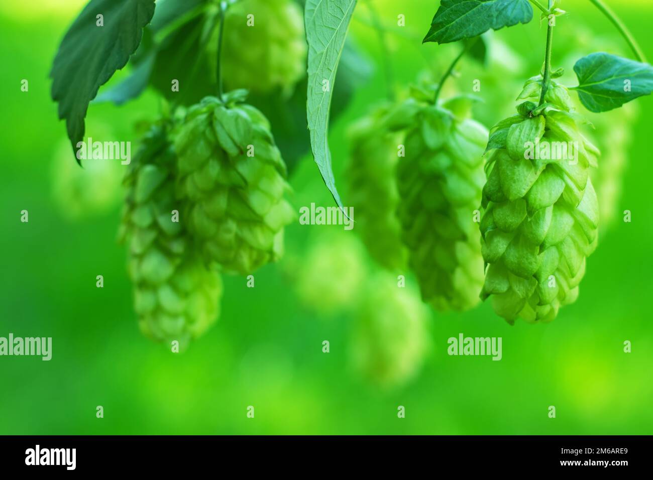 Green fresh hop cones for making beer and bread closeup, agricultural ...