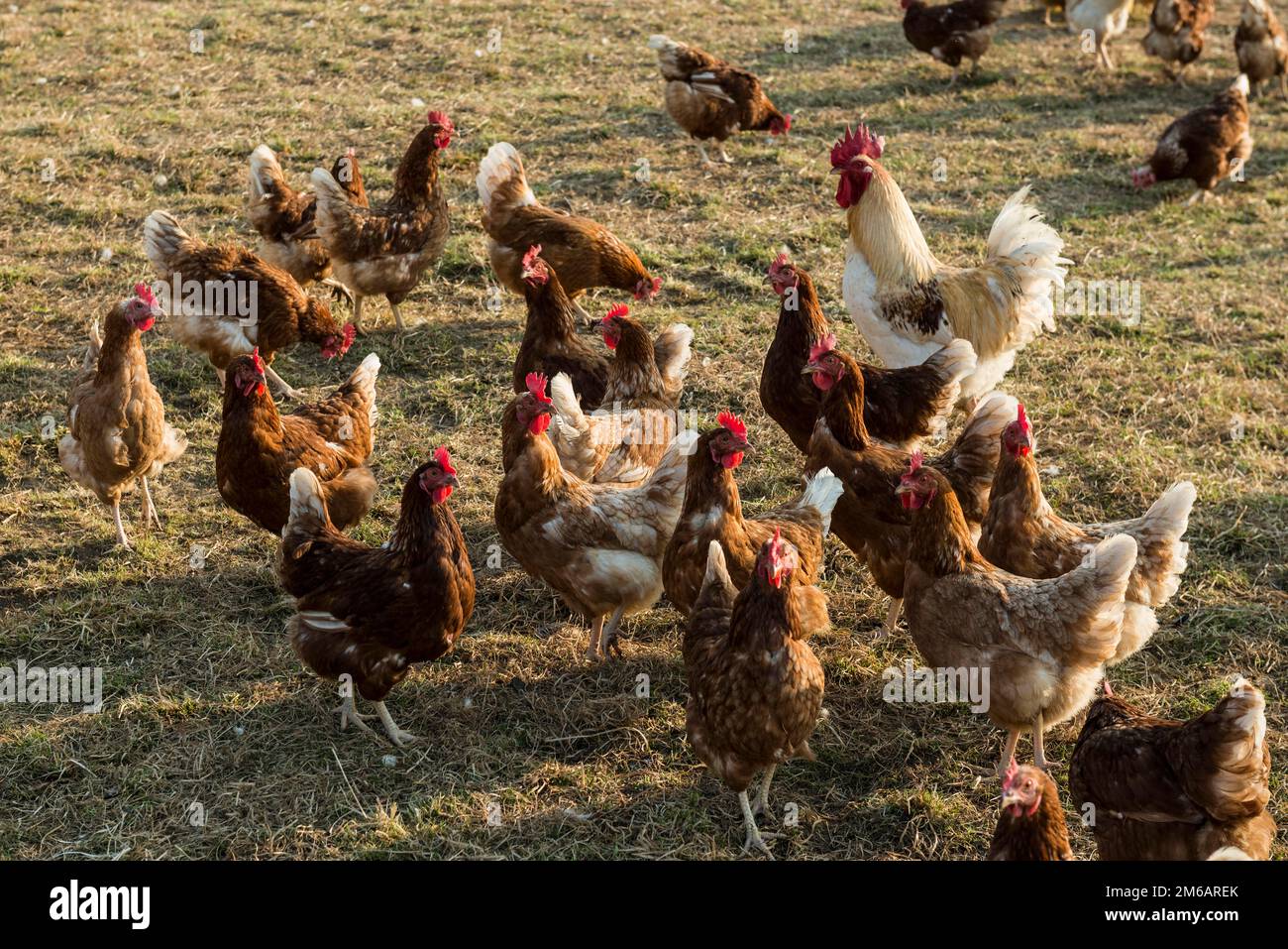 Free-range chickens, near Freiburg im Breisgau, Black Forest, Baden ...