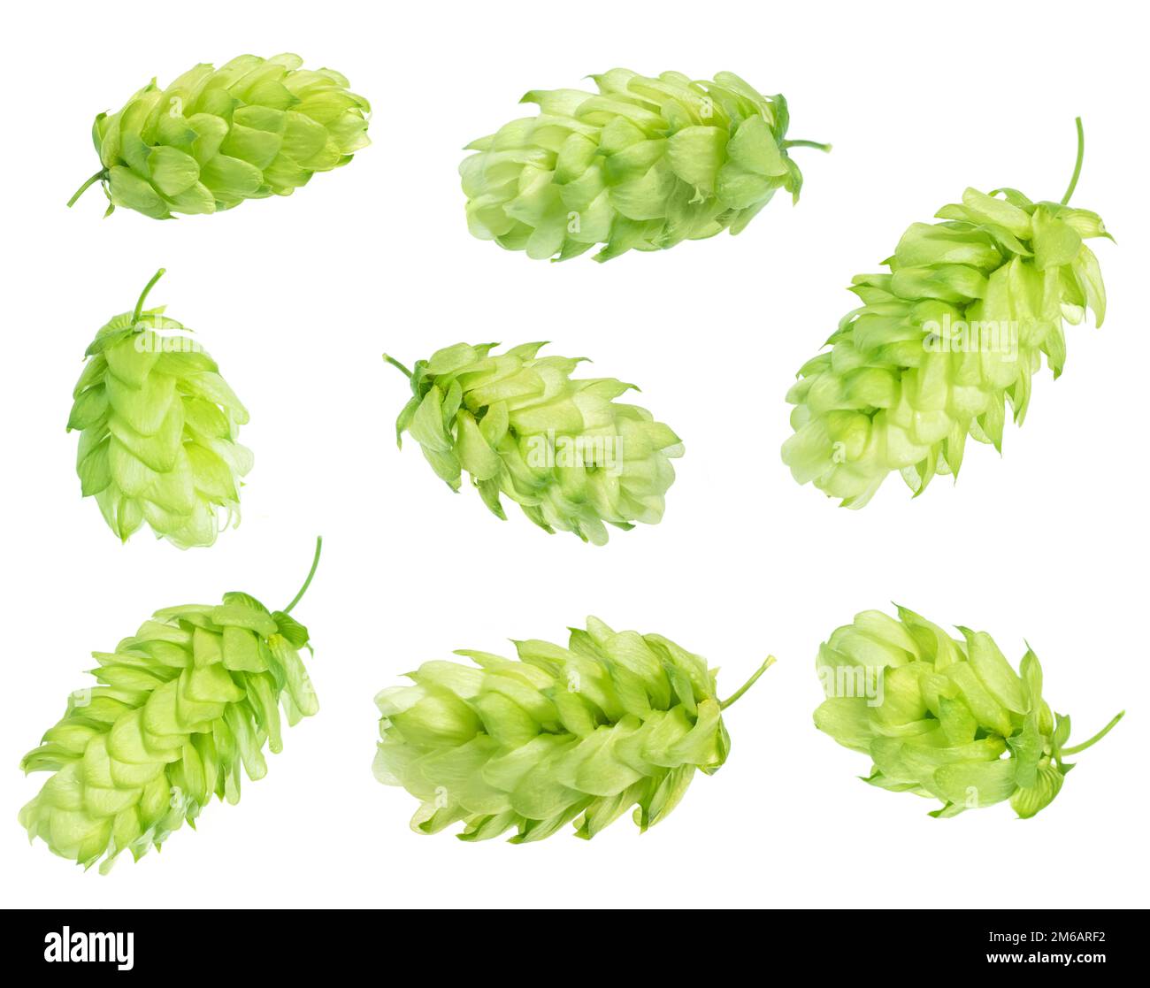 Hop cone collection isolated on white background Stock Photo - Alamy