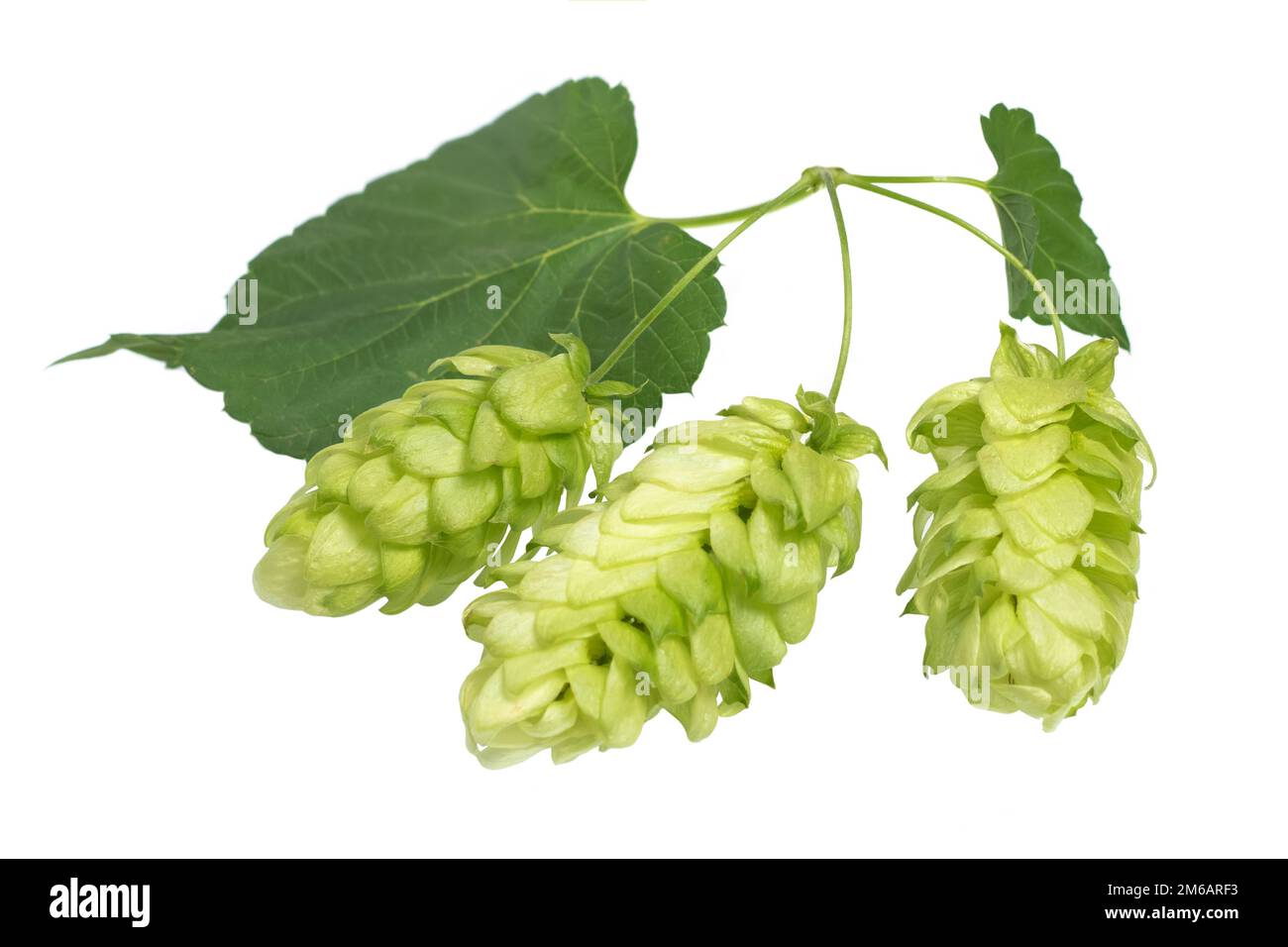 Fresh hop cones with leaves close up on white background Stock Photo ...
