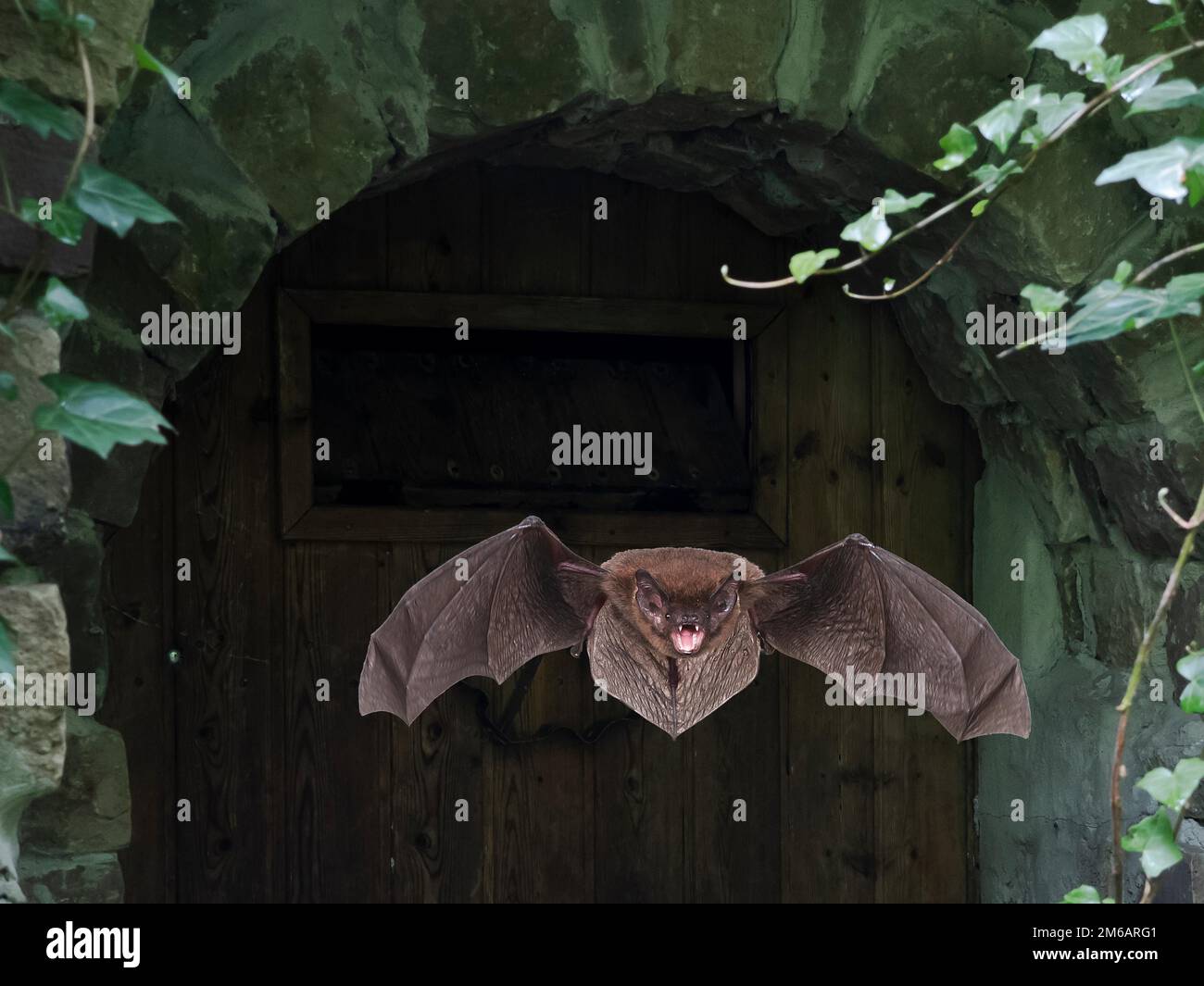 Common pipistrelle (Pipistrellus pipistrellus) in flight from the ...