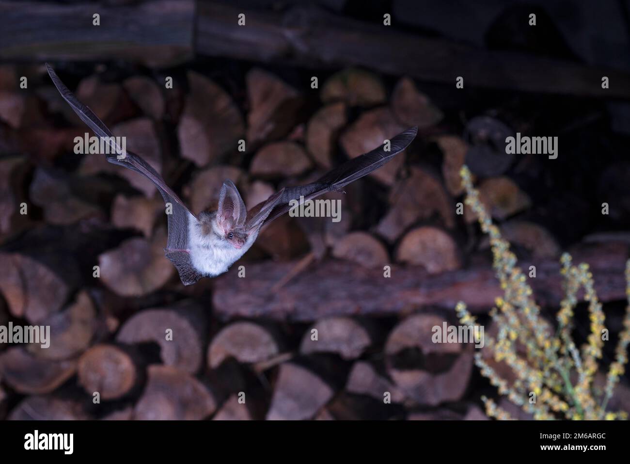 Grey long-eared bat (Plecotus austriacus) in flight in front of a log ...