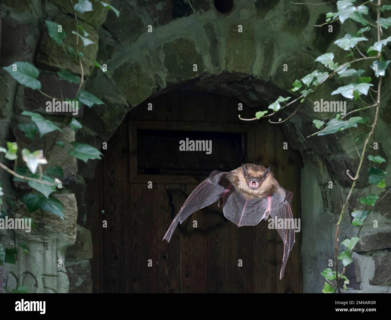 Eptesicus serotinus germany hi-res stock photography and images - Alamy