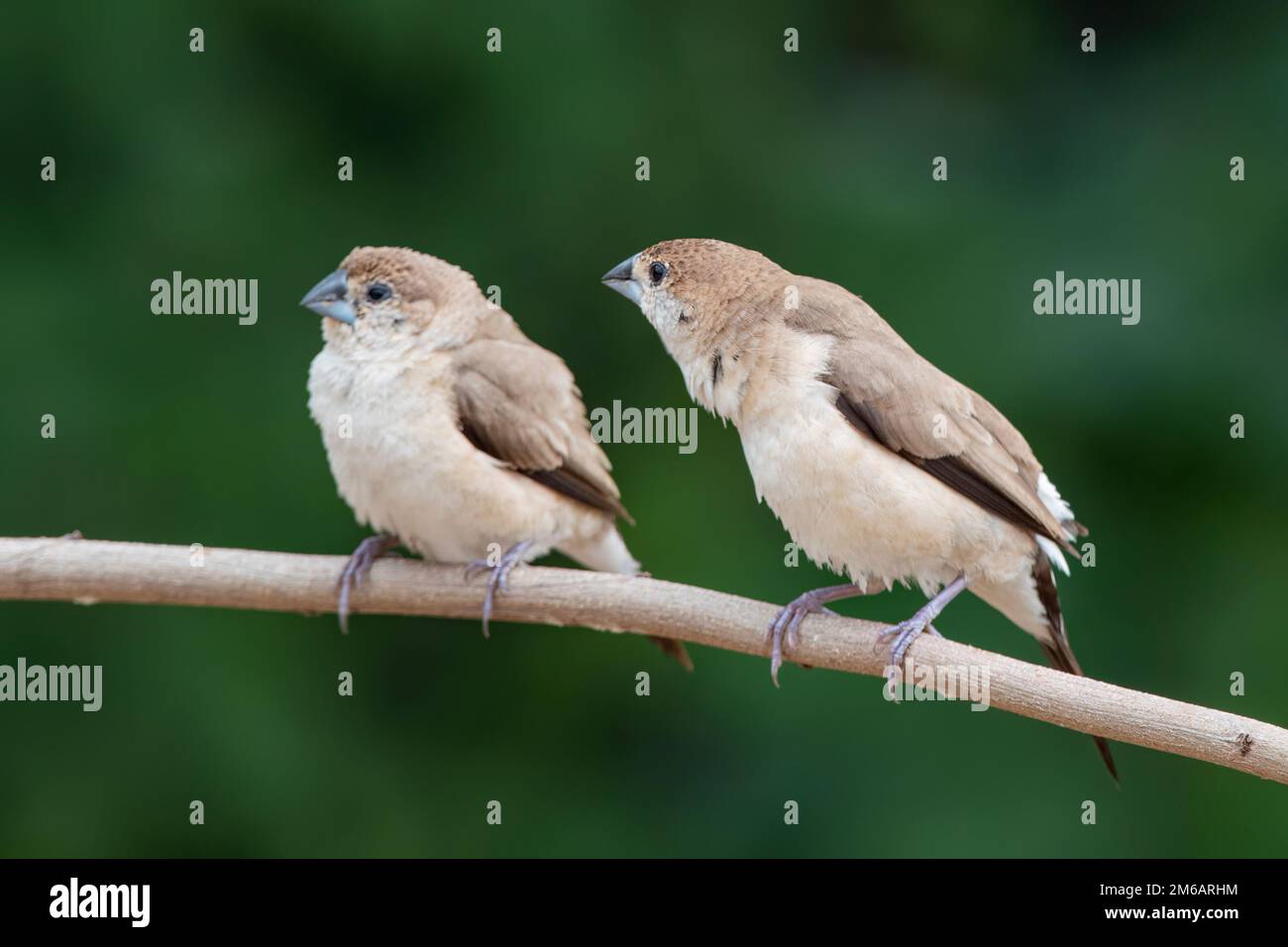 Indian silverbill or white-throated munia observed in Hampi Stock Photo ...