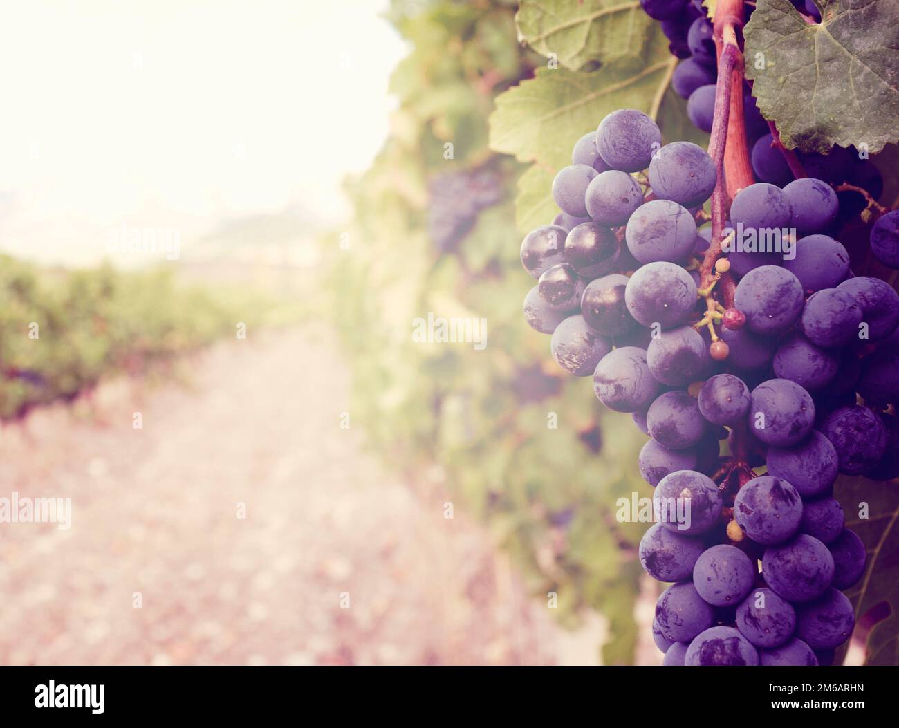 Sweet and tasty blue grape bunch Stock Photo - Alamy