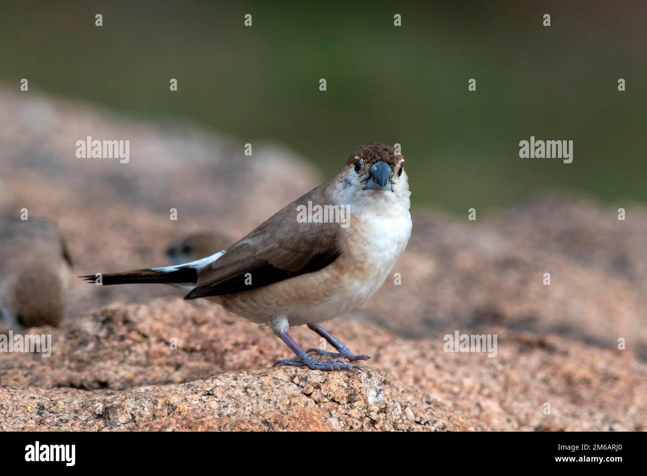 Indian silverbill or white-throated munia observed in Hampi Stock Photo ...