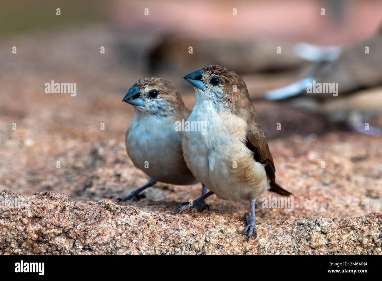 Indian silverbill or white-throated munia observed in Hampi Stock Photo ...