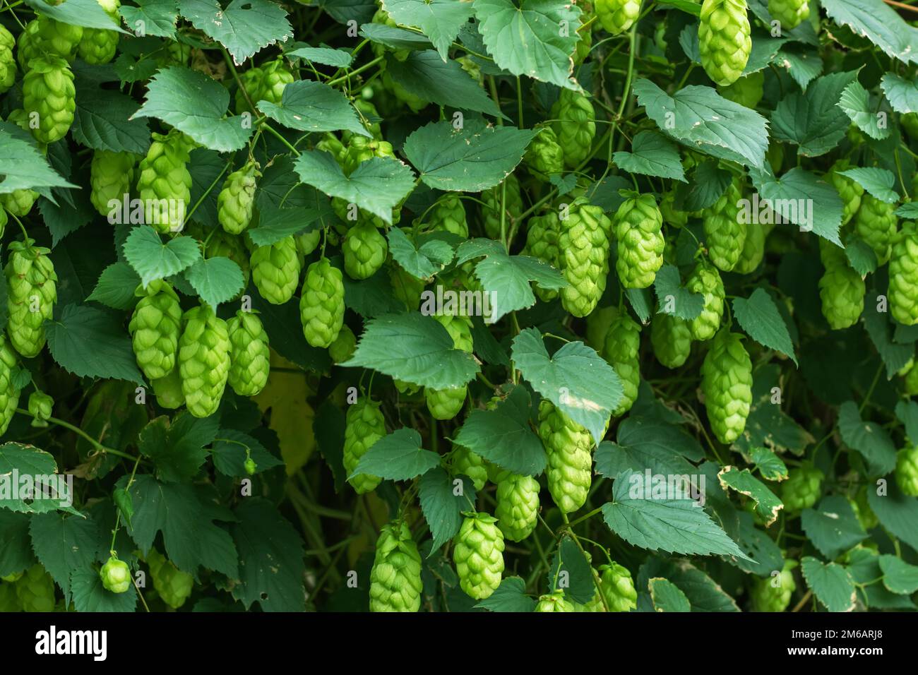 Detail of green fresh hops for making beer in the field Stock Photo - Alamy