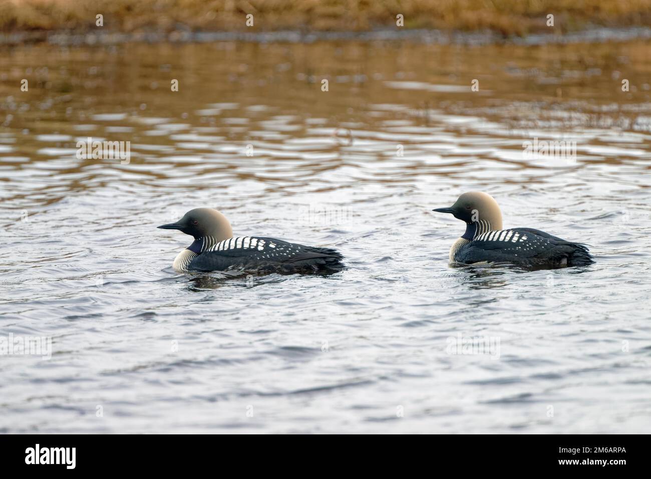 Pacific pacific loon (Gavia pacifica) male and female, splendid dress ...