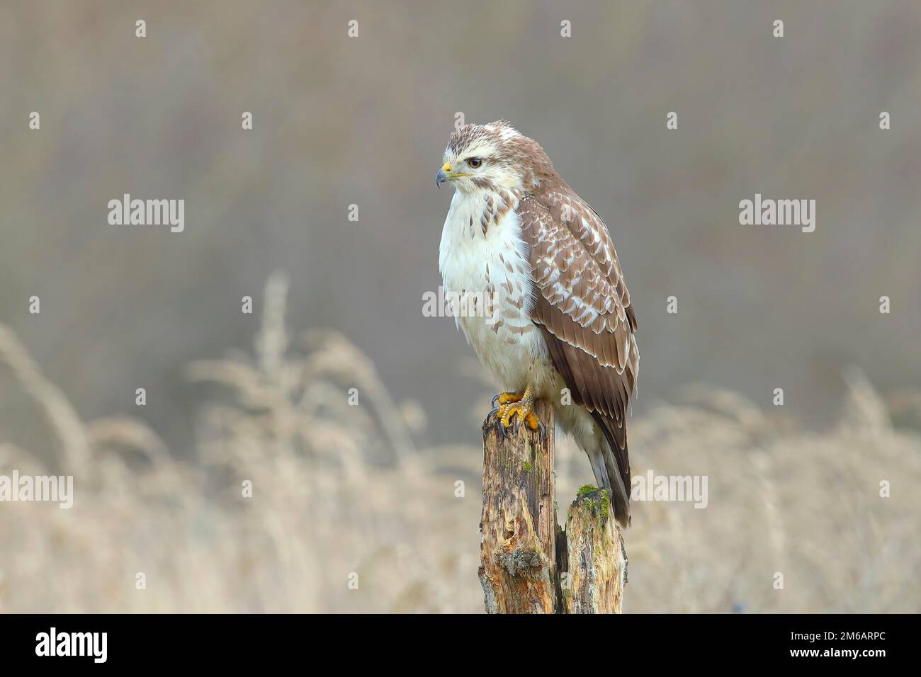 Light morph variety hi-res stock photography and images - Alamy