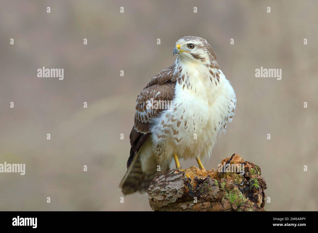 Common steppe buzzard (Buteo buteo) light variant, light morph, stands alert on old tree stump ...