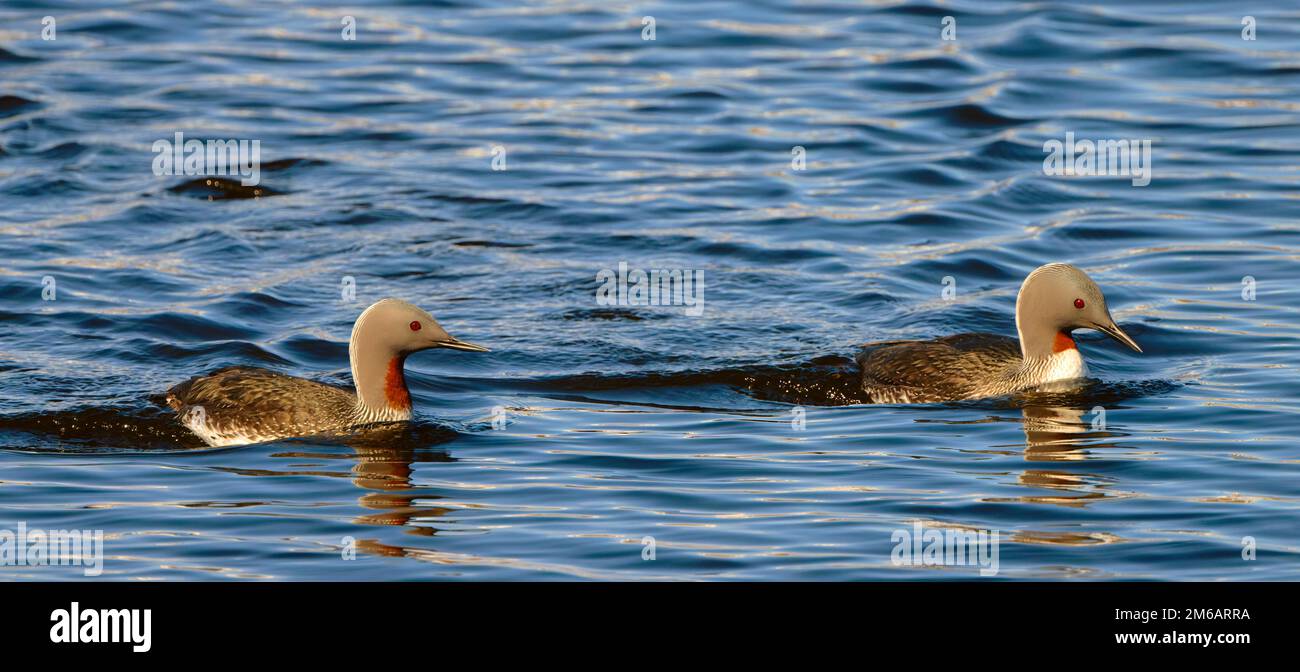 Red-throated diver (Gavia stellata) male and female, splendid dress ...