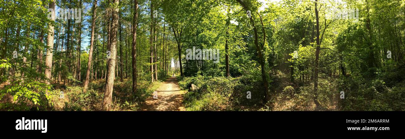 Panorama photo of mixed forest with deciduous trees and conifers in ...