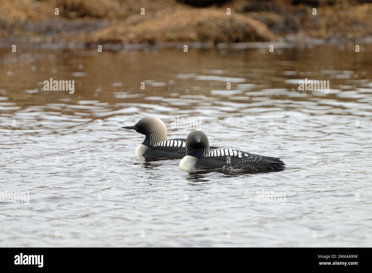 Pacific pacific loon (Gavia pacifica) male and female, splendid dress ...