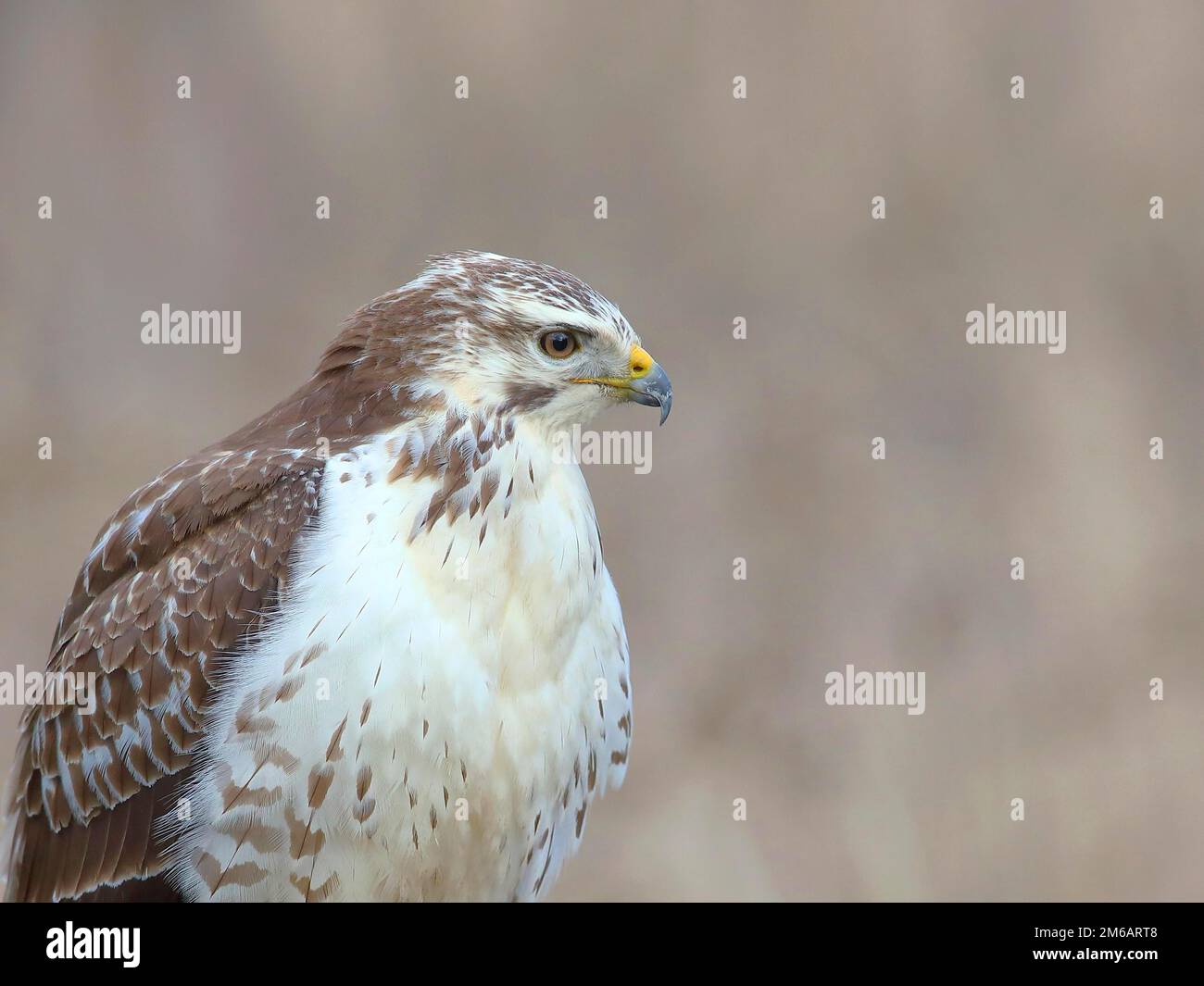 Common steppe buzzard (Buteo buteo) pale variant, pale morph, portraid ...