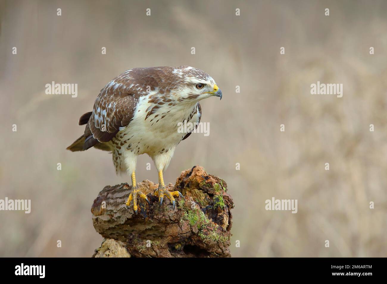 Common steppe buzzard (Buteo buteo) light variant, light morph, stands ...