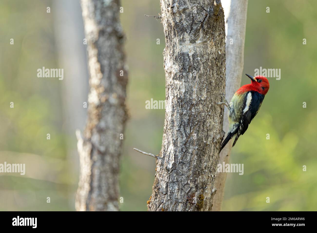 Trunk dress hi-res stock photography and images - Alamy
