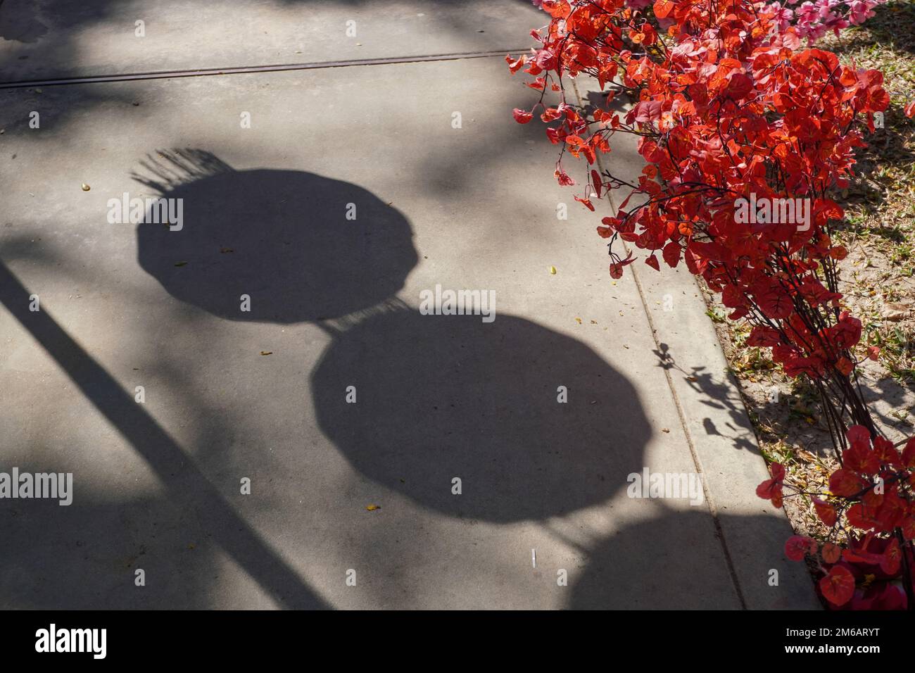 The shadow of a street sign on the ground with a red plant growing on ...