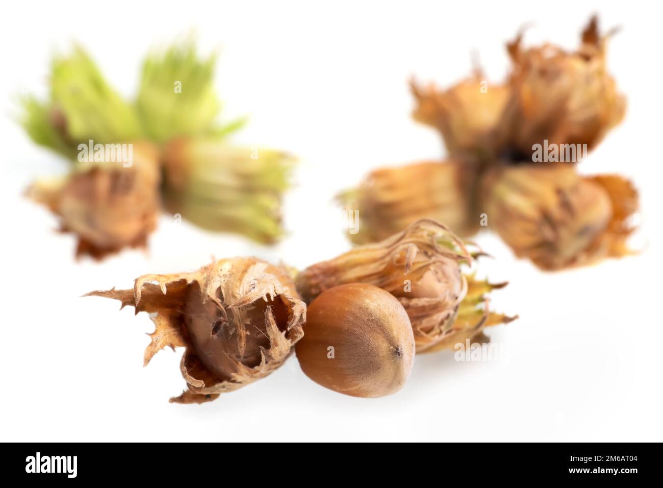 Forest nuts hazel nuts isolated on white background Stock Photo - Alamy