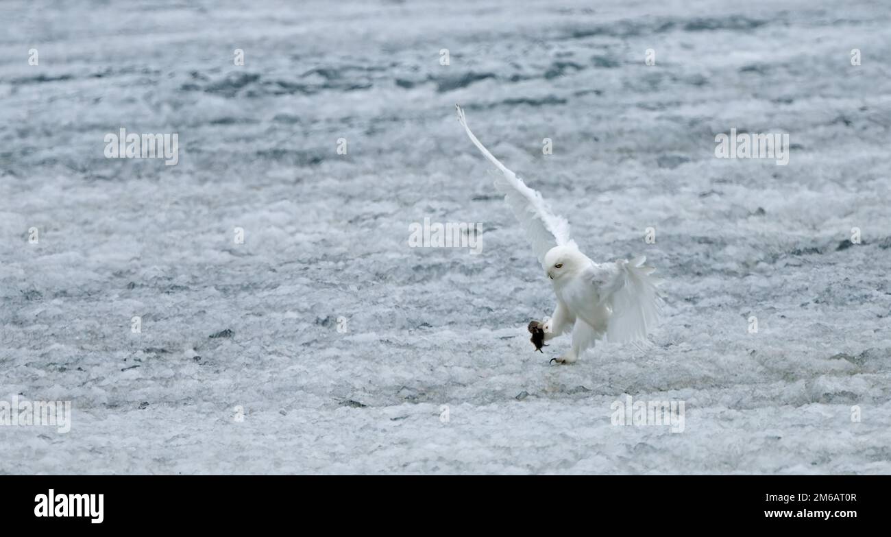 Snowy owl (Nyctea scandiaca) male, splendid dress, with wings spread ...