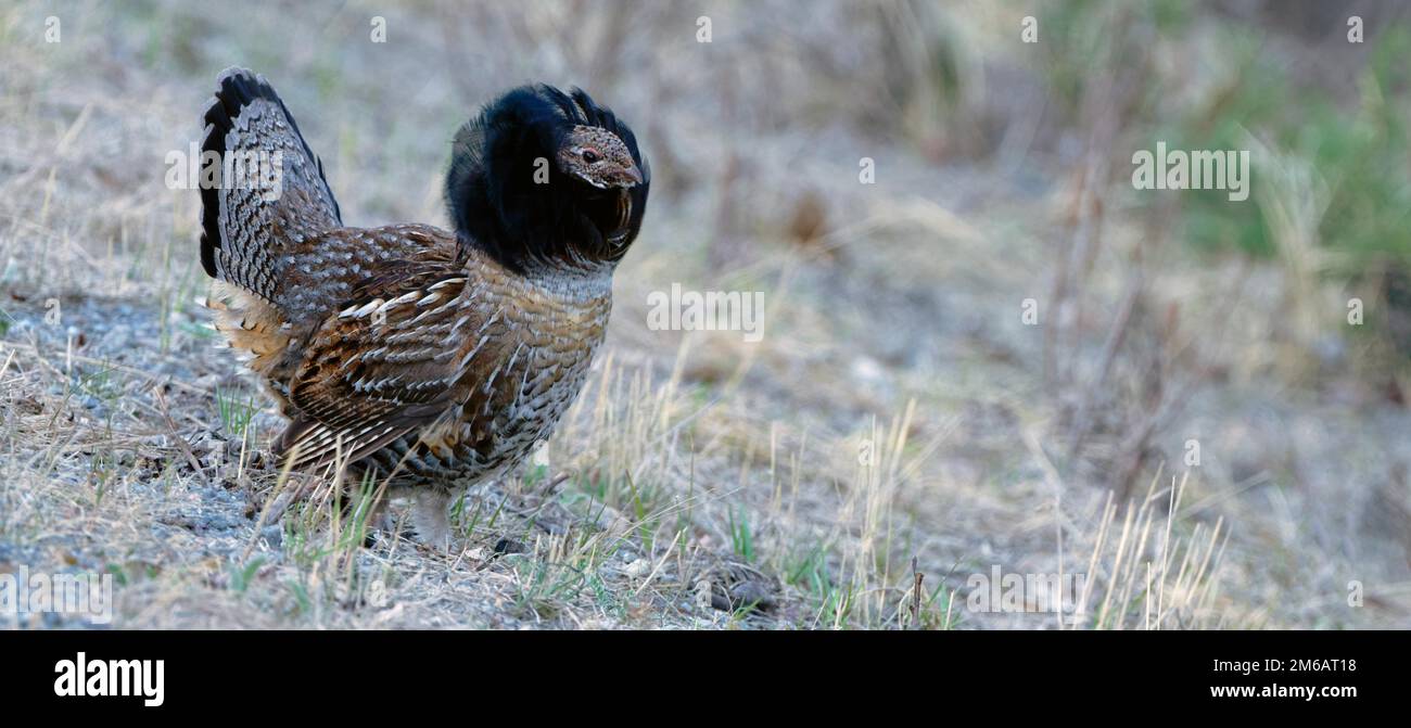 Ruffed Grouse (Bonasa umbellus) male, splendid plumage, in highest ...