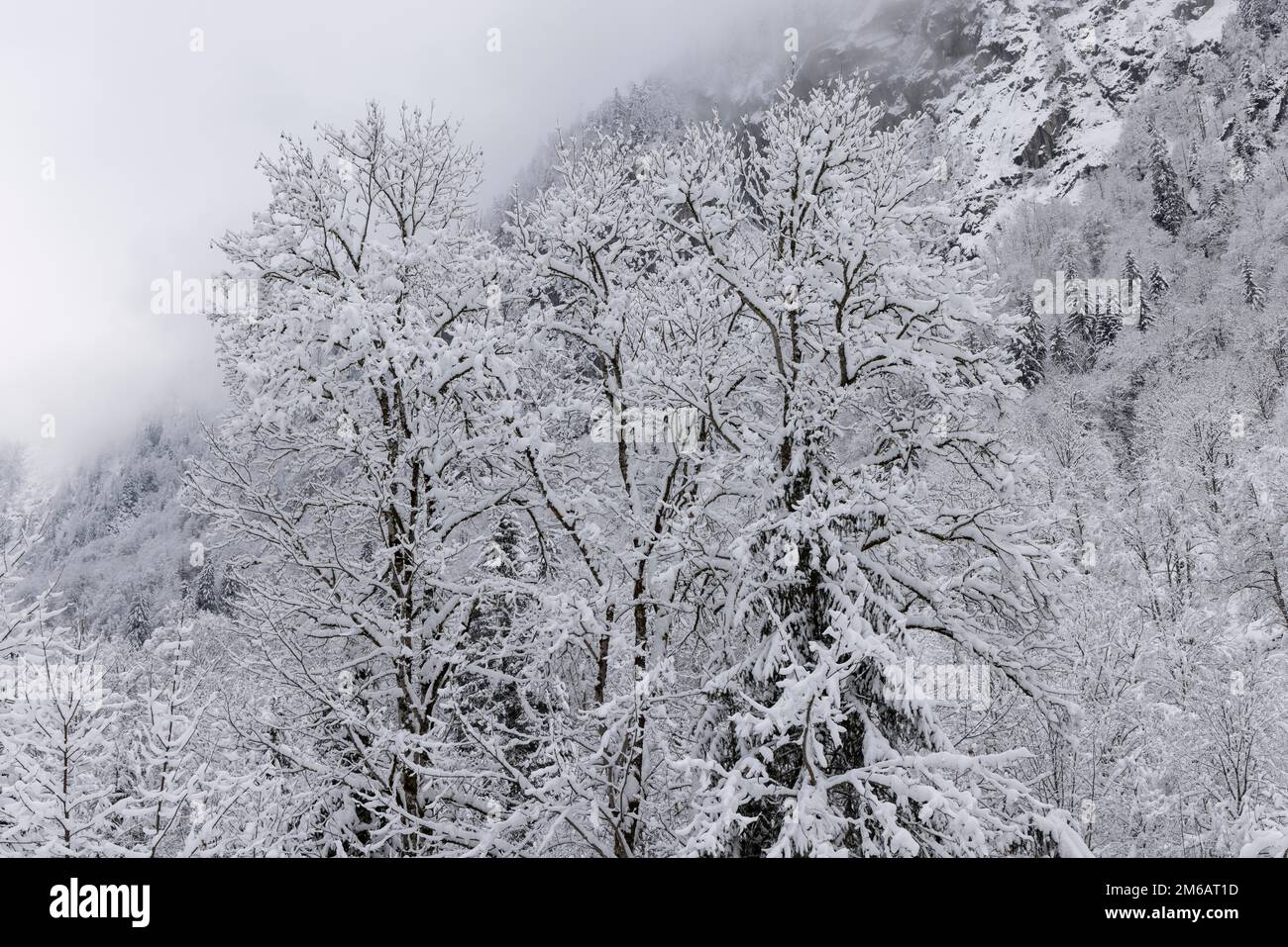 Landscape covered in snow with trees. Winter, snowfall, mountains Stock ...