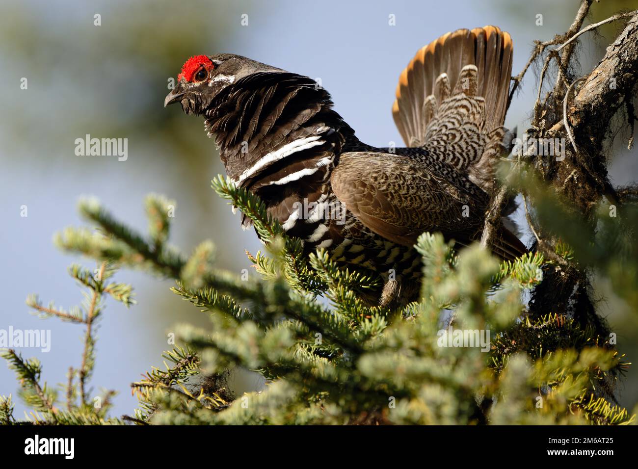 Spruce Grouse (Dendragapus canadensis) male, splendid plumage ...