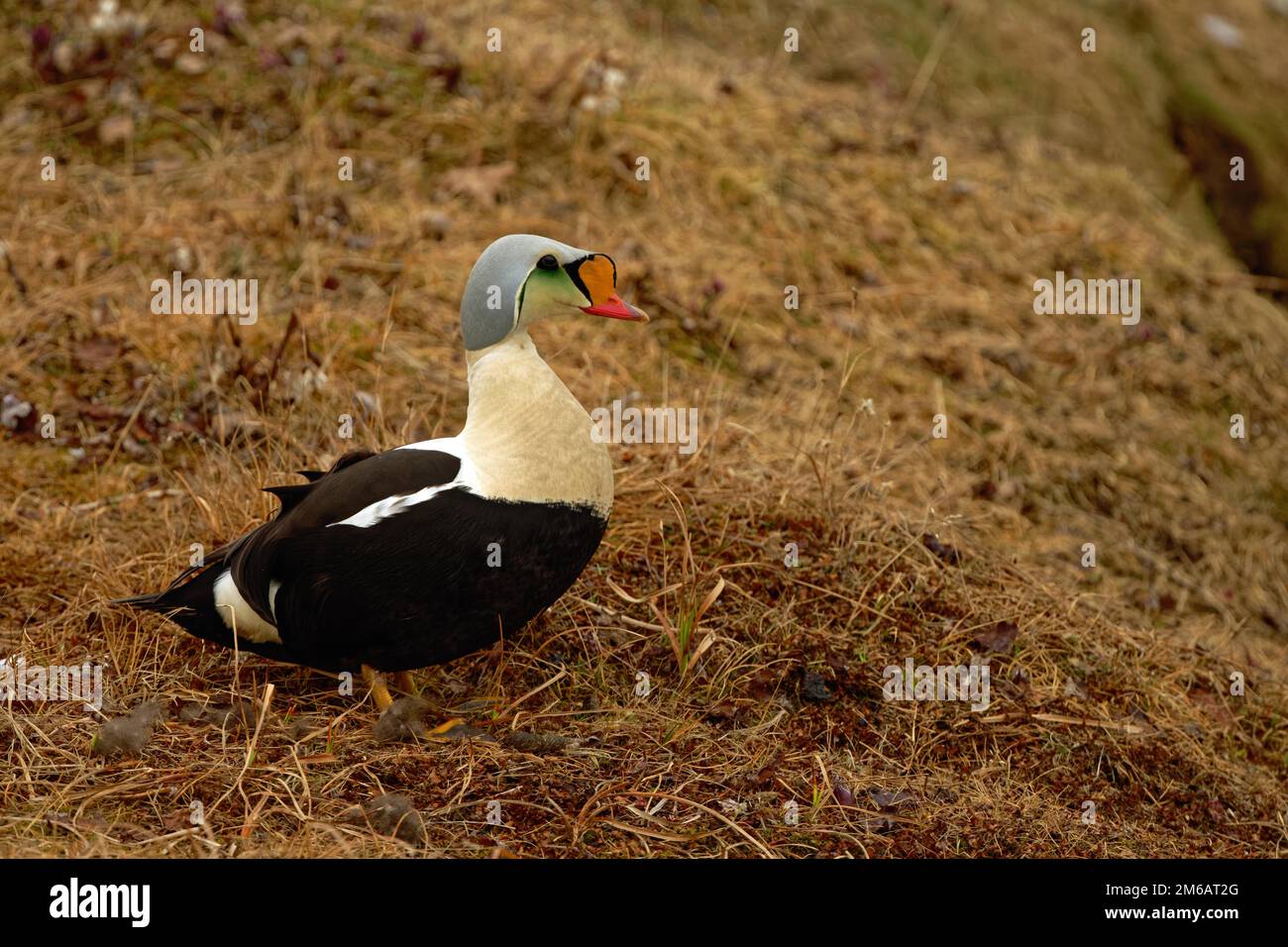 King Eider (Somateria spectabilis) male, splendid dress, side view ...