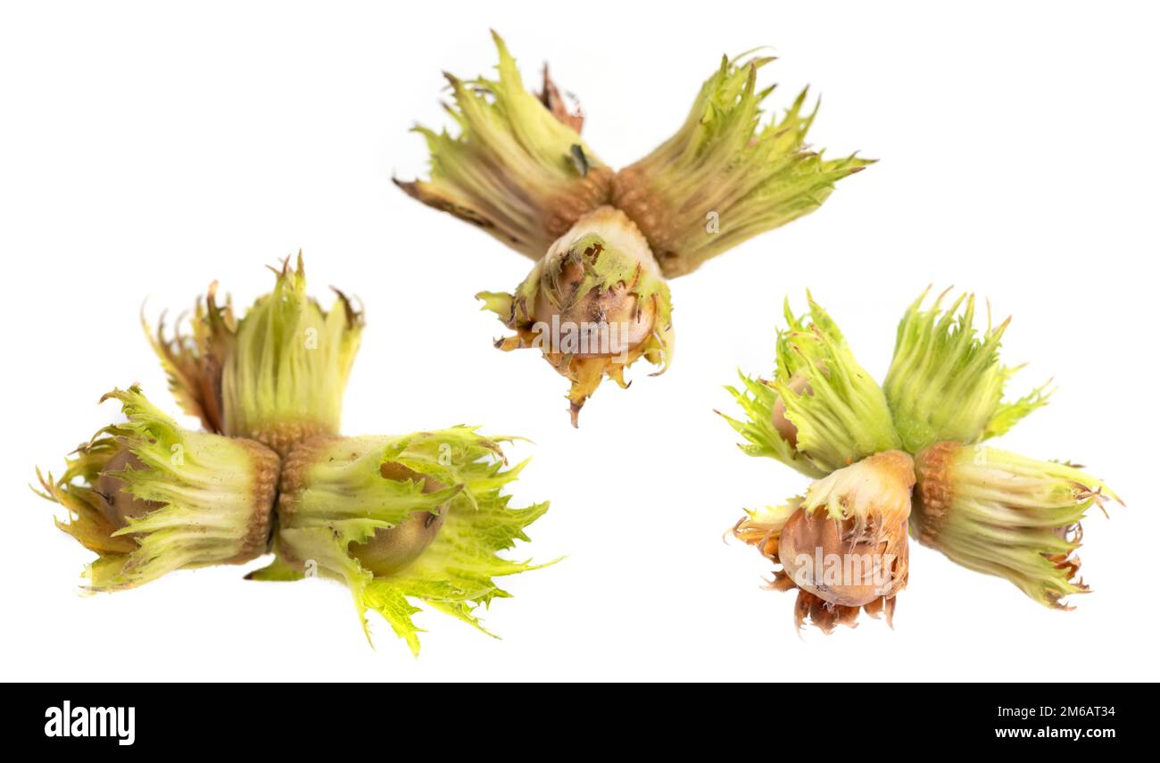 Forest nuts hazel nuts isolated on white background Stock Photo - Alamy