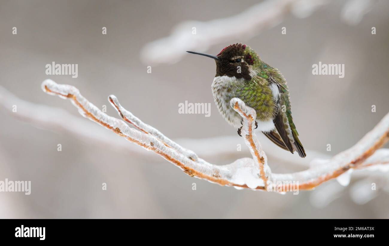 Green annas hummingbird in profile on an ice coated twig in winter with ...