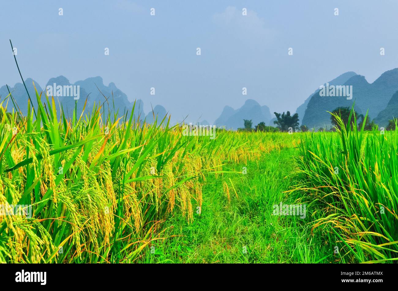 Li river mountain rice landscape in Yangshuo Guilin Stock Photo - Alamy